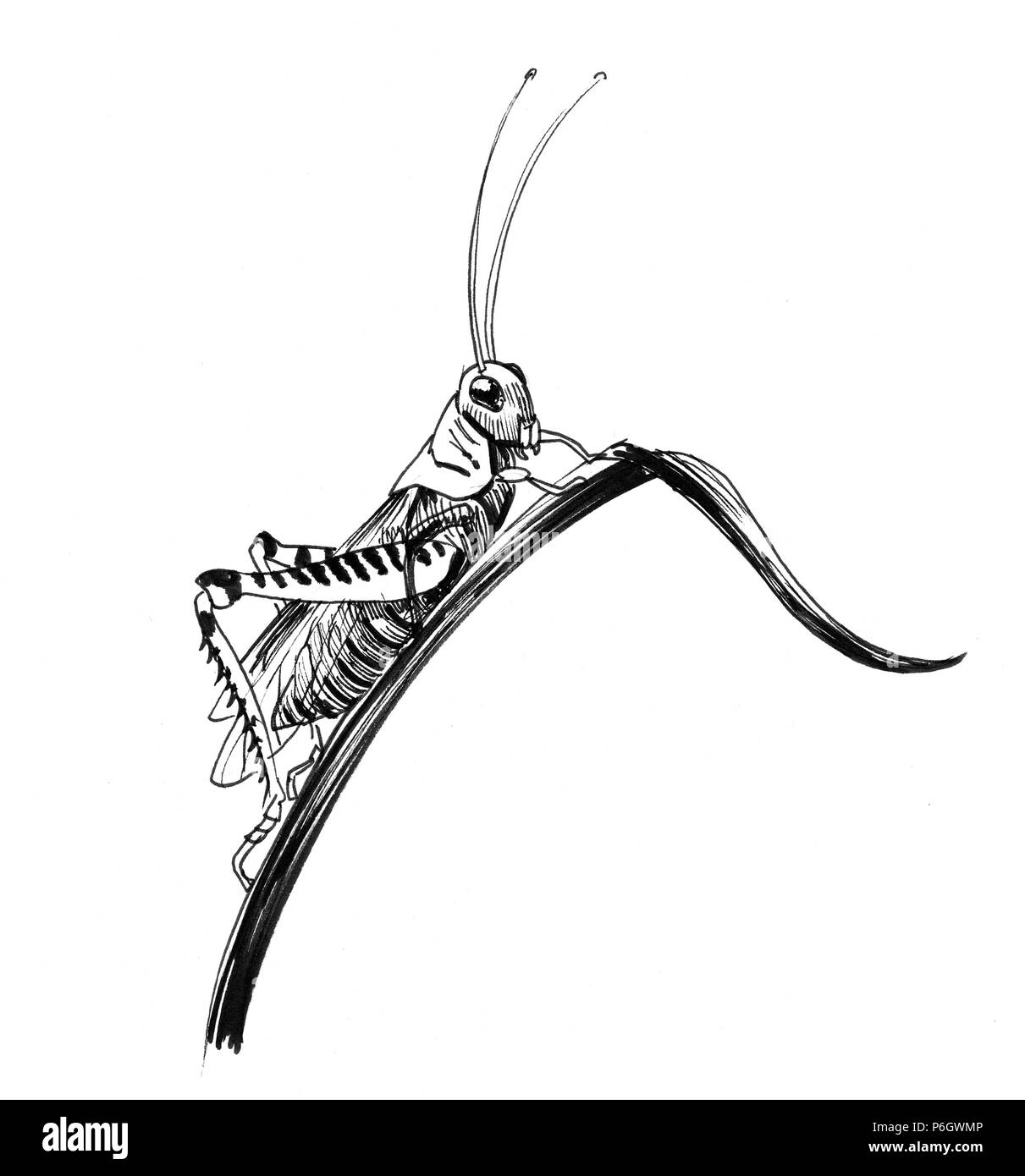 Grasshopper Black and White Stock Photos & Images - Alamy