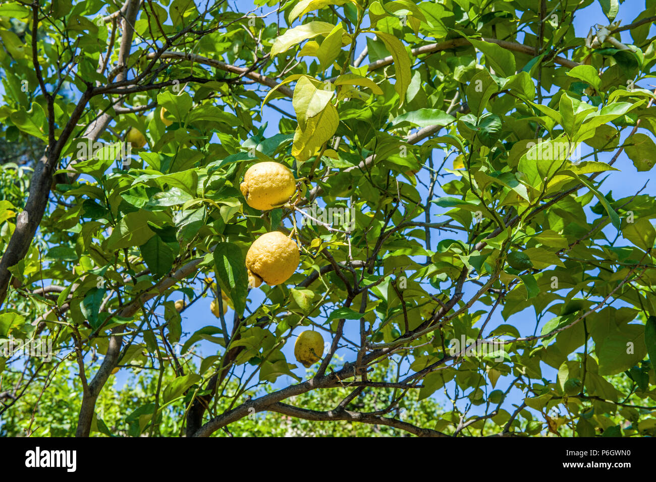 Sorrento lemons hi-res stock photography and images - Alamy