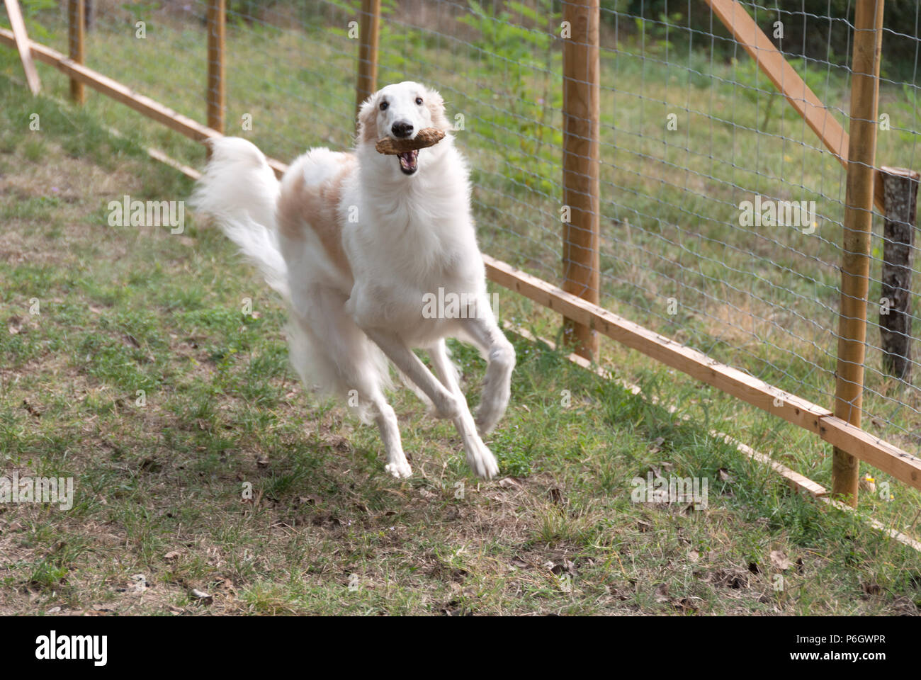 Russian greyhound hi-res stock photography and images - Alamy