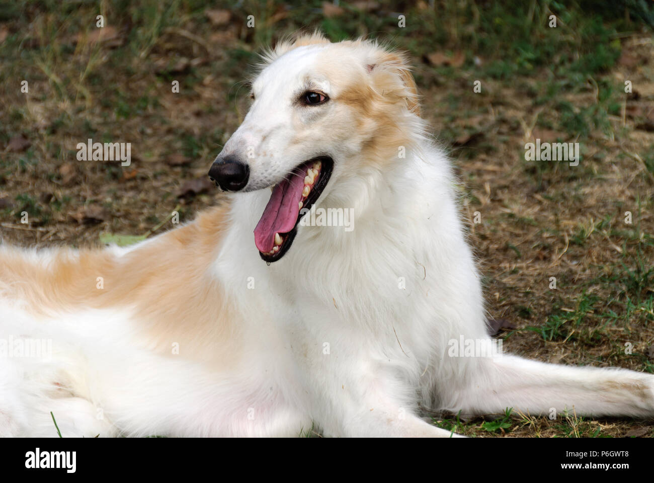 Russian greyhound hi-res stock photography and images - Alamy