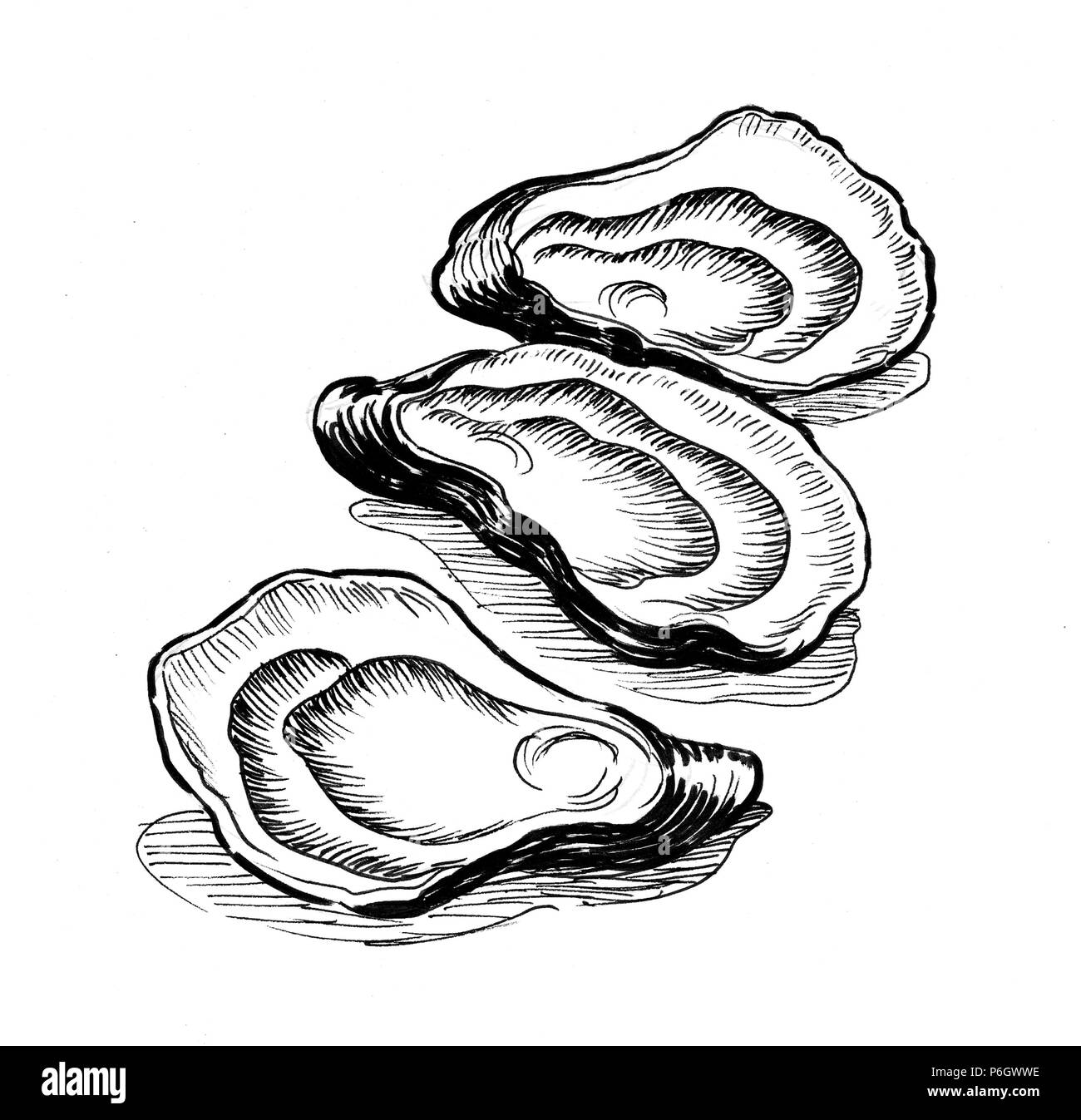 Oyster Shell Illustration 27 Open Oyster Shell High Res Vector