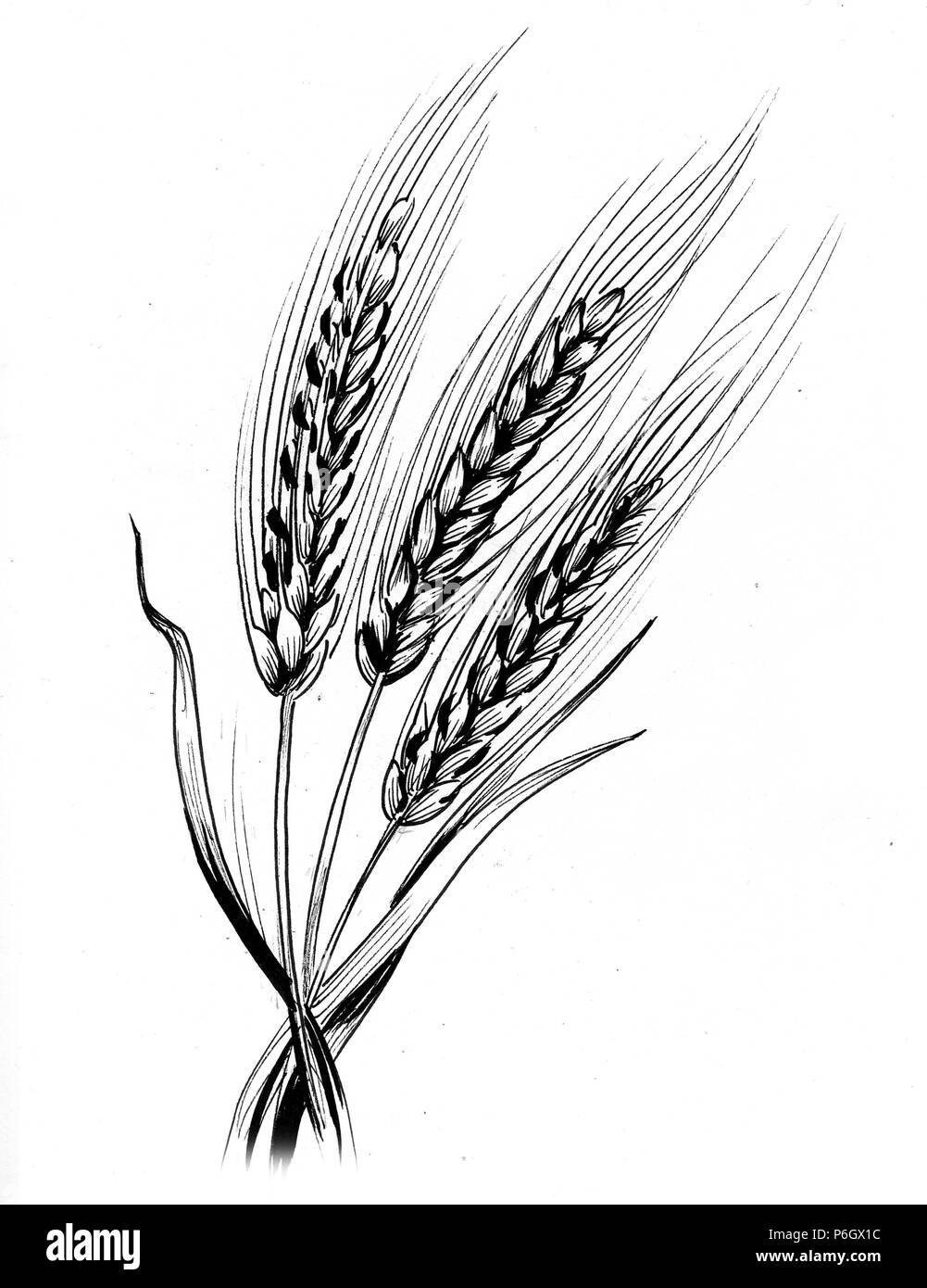 Wheat Crops Drawing