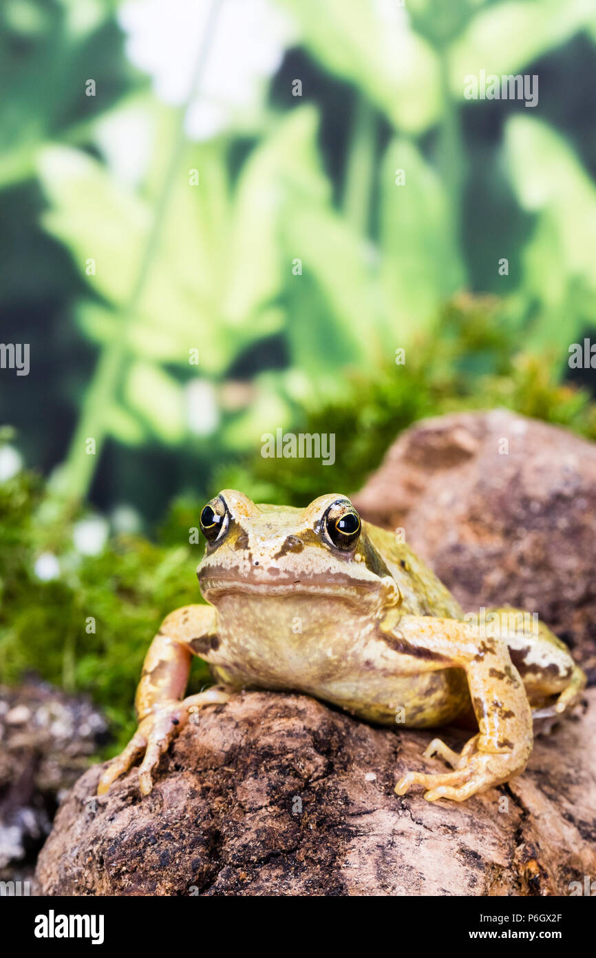 Common frog photographed in summer in mid Wales Stock Photo - Alamy