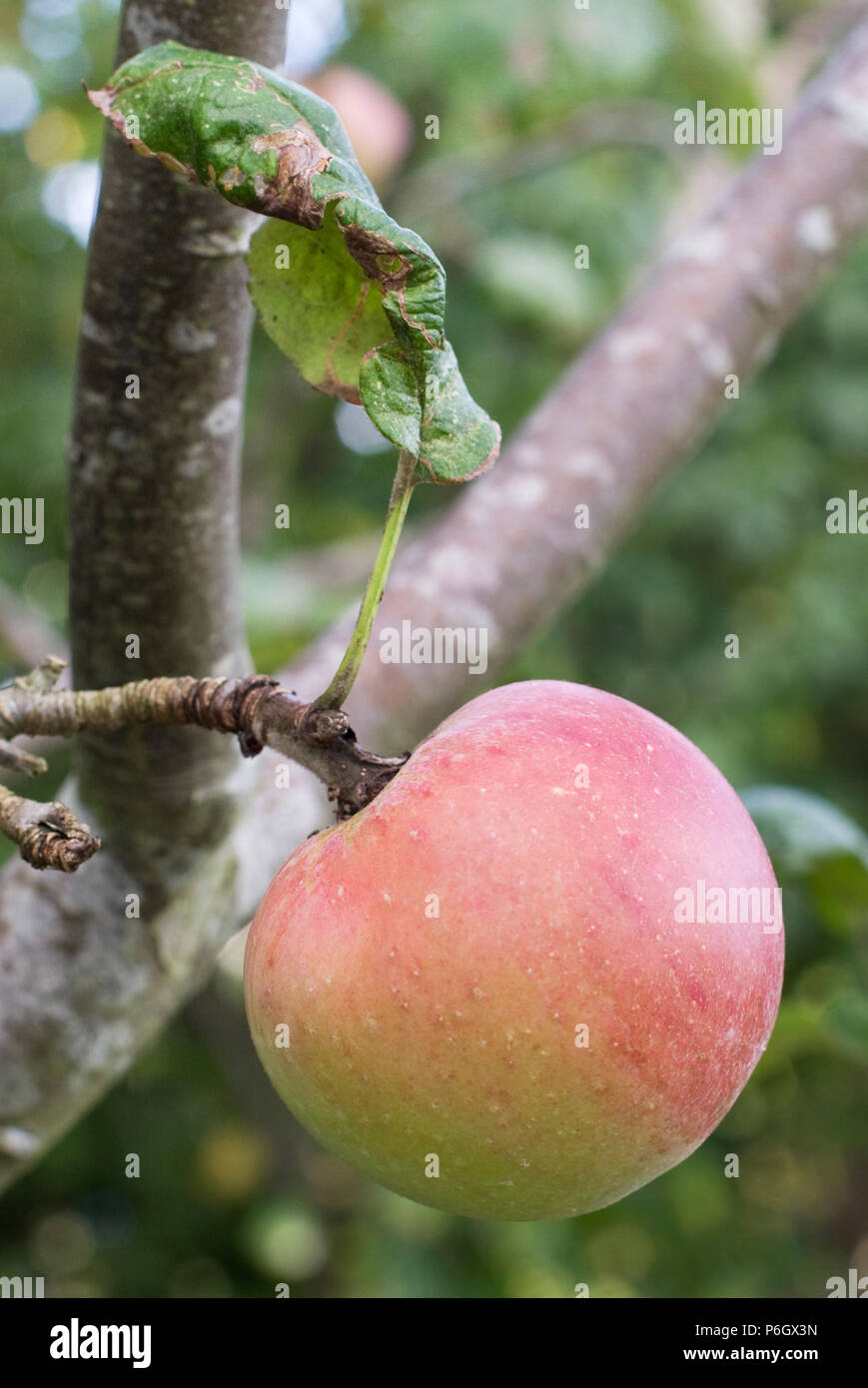 Fruit de mere hi-res stock photography and images - Alamy