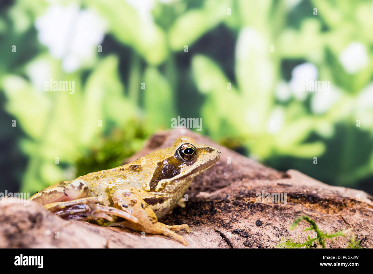 Common frog photographed in summer in mid Wales Stock Photo - Alamy
