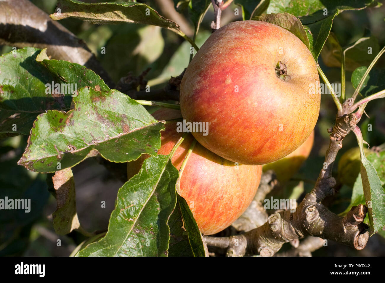 Ribston pippin hi-res stock photography and images - Alamy