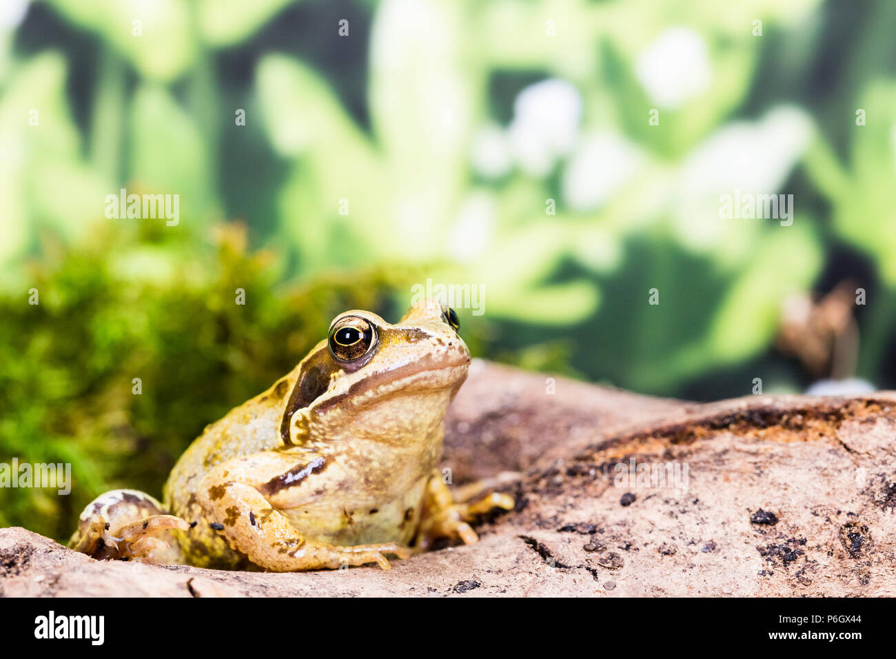 Uk summer heatwave frog hi-res stock photography and images - Alamy