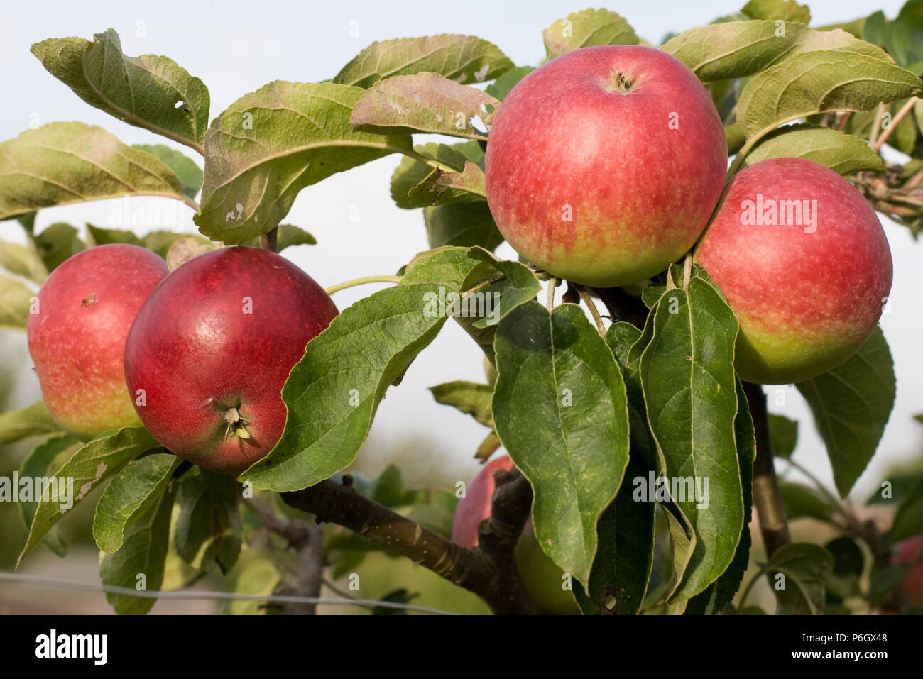 Tydeman’s early worcester hi-res stock photography and images - Alamy