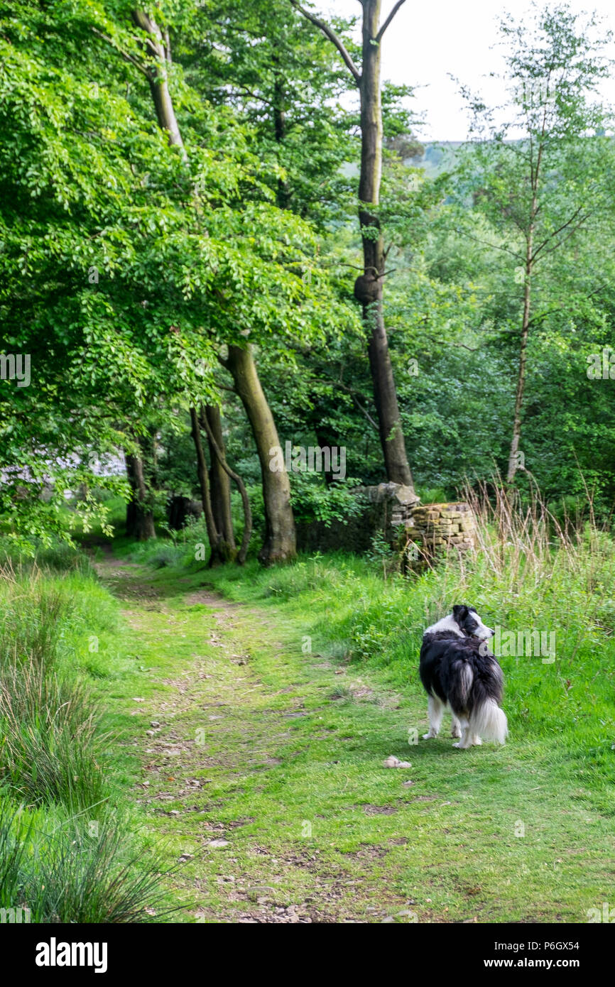 border collie dog in woods at redmires reservor, fulwood, south ...