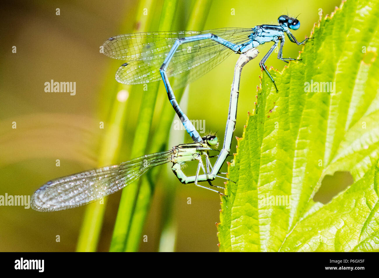 Common blue damselfly in early summer sunshine in mid Wales Stock Photo ...