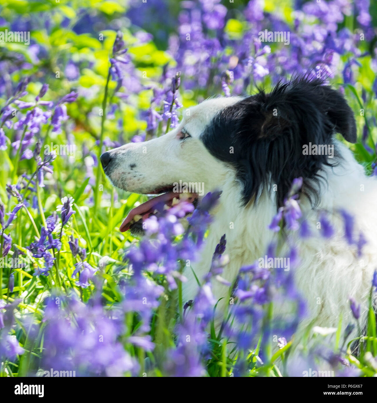 border collie dog in a wood amongst bluebell flowers Stock Photo - Alamy