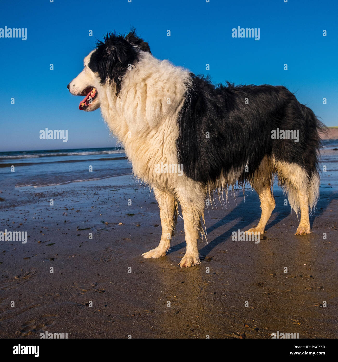 border collie dog on beach at Saltburn-by-the-Sea, North Yorkshire ...