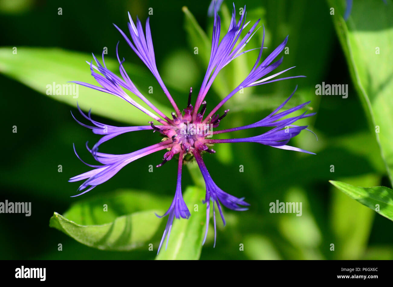 Mountain cornflower Centaurea Montana, blue and purple flowers Stock ...