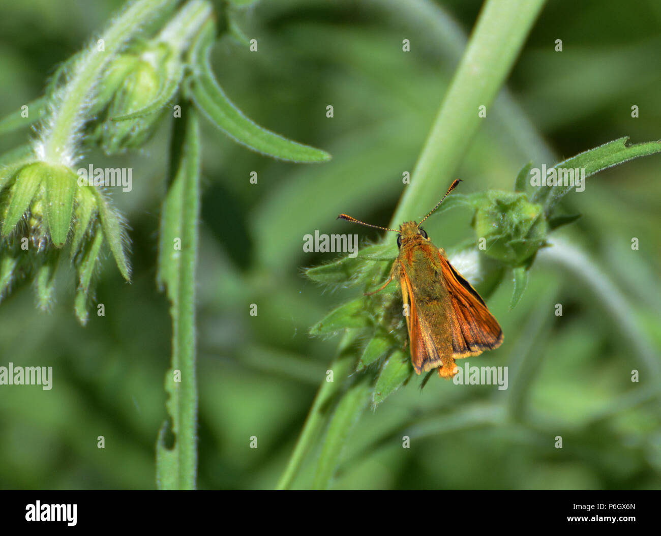 Small skipper butterfly Stock Photo - Alamy