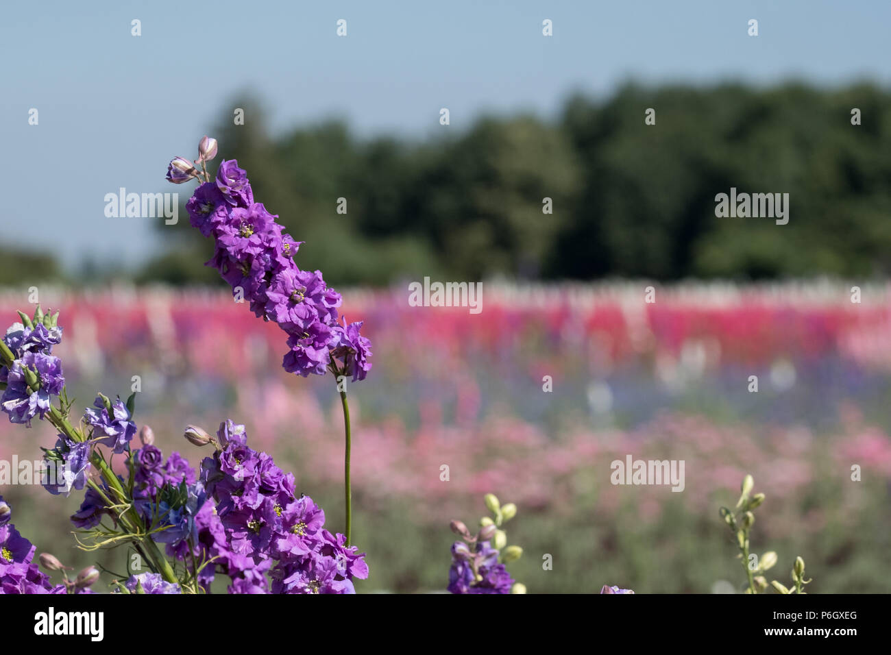 A field of delphiniums hi-res stock photography and images - Alamy