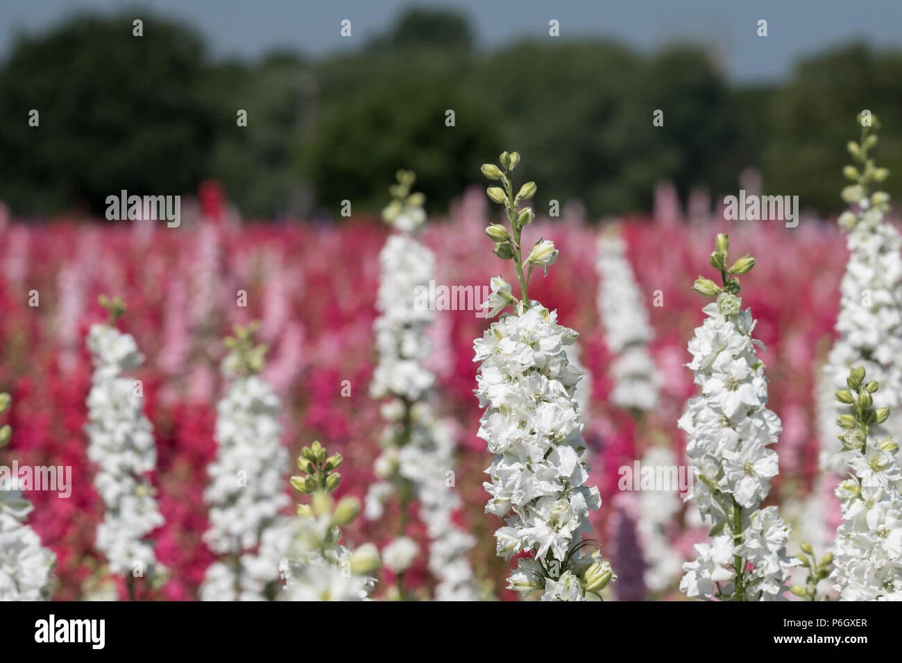 Field of colourful delphinium flowers planted in rows of colour with ...