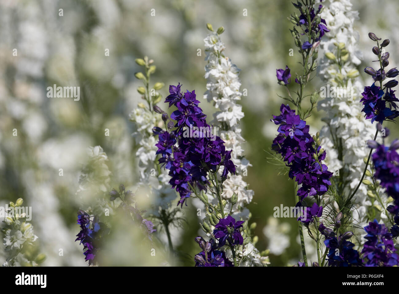 Field of colourful delphinium flowers planted in rows of colour, in a ...