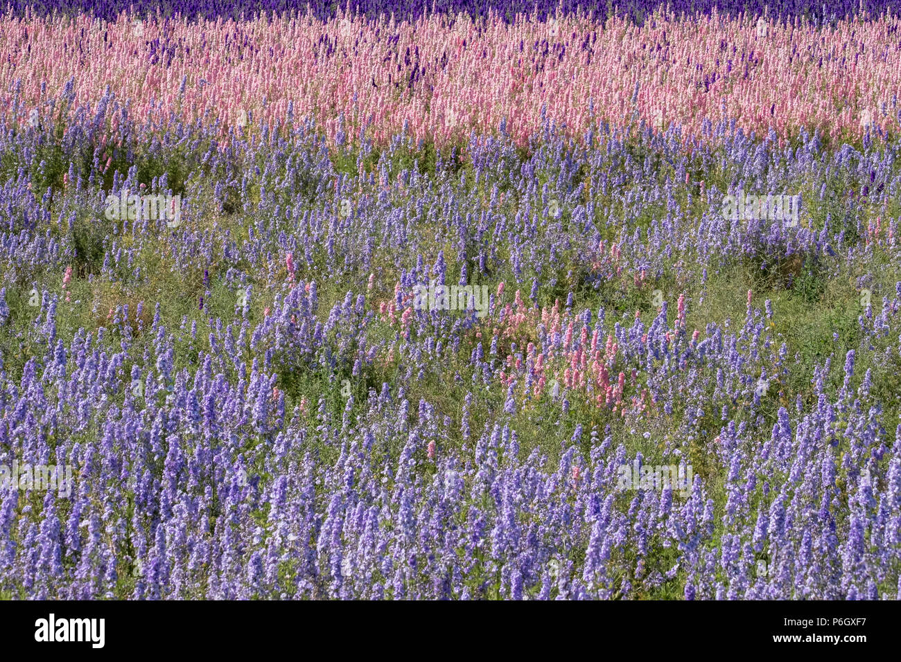 Confetti flower fields worcestershire hi-res stock photography and ...
