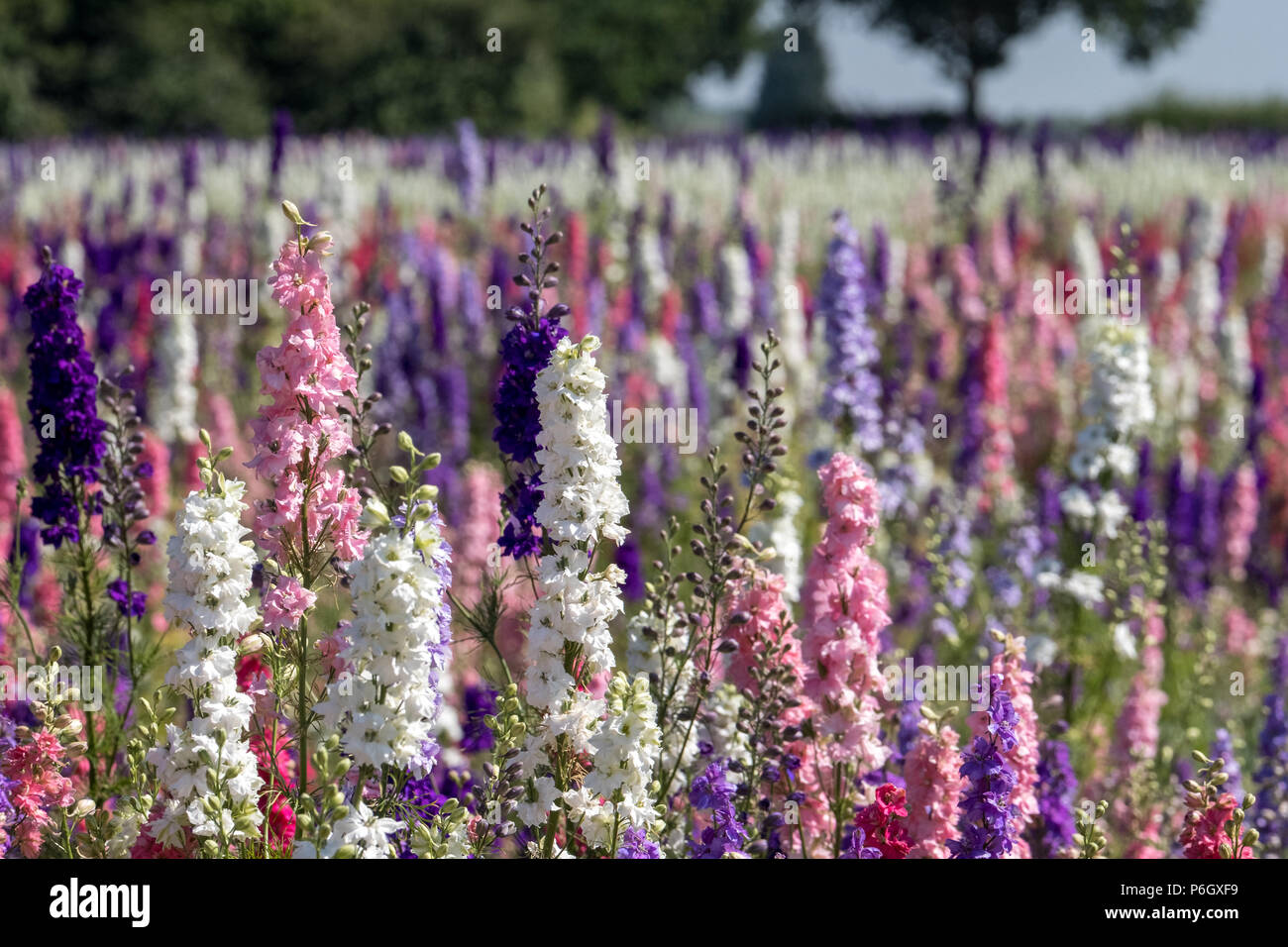 Panorama of field of colourful delphinium flowers in Wick, Pershore ...