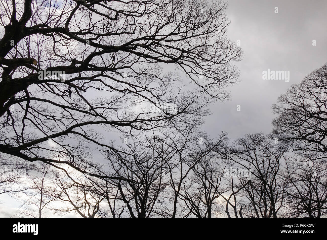 Dried trees under gray sky at winter in Himeji, Japan Stock Photo - Alamy
