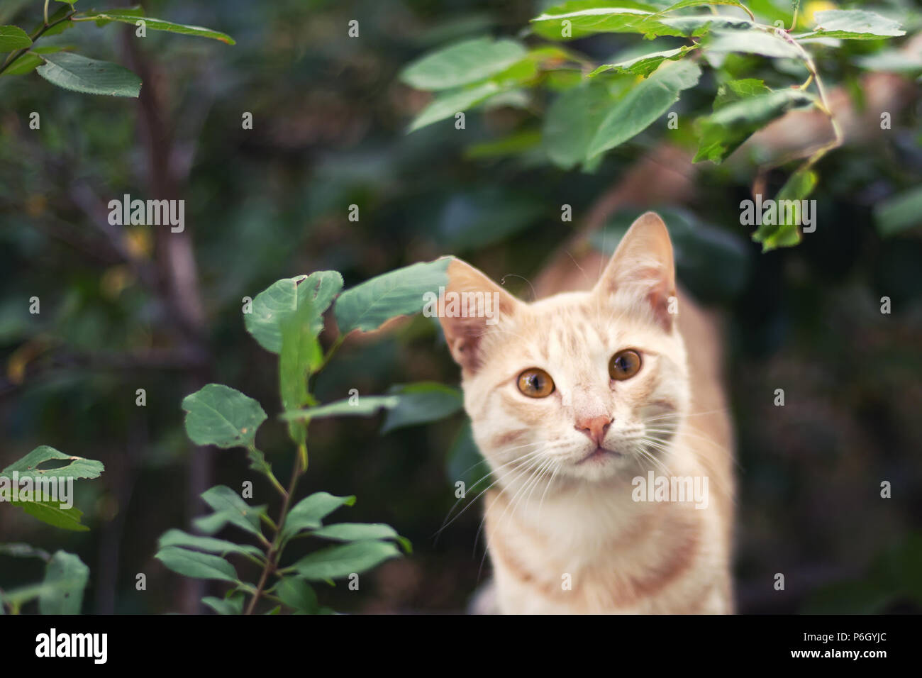 Ginger cat on street hi-res stock photography and images - Alamy