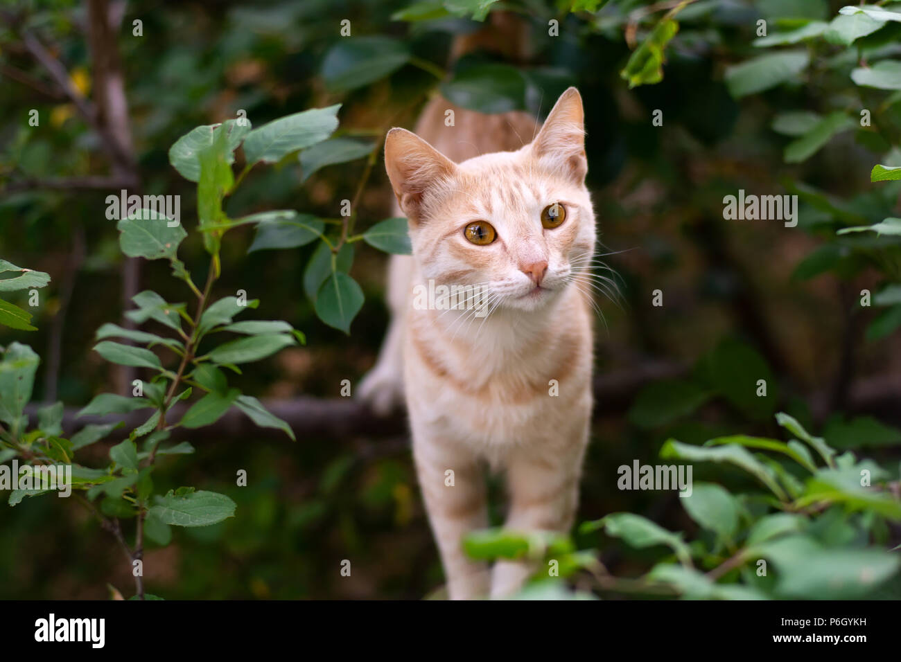 Cats homeless animals hi-res stock photography and images - Alamy