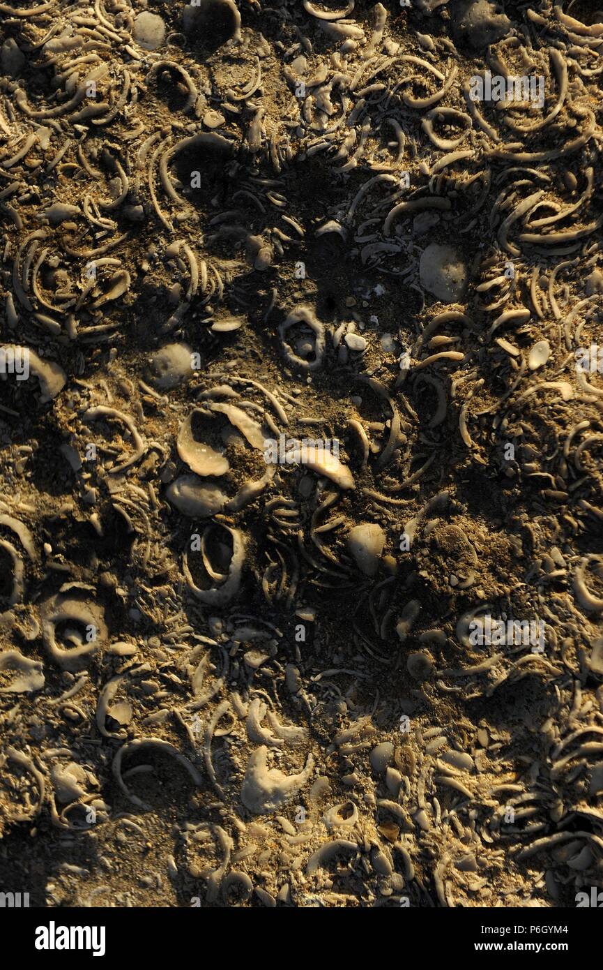 Sediment rock with seashells. Beach. Tel Aviv. Israel Stock Photo - Alamy