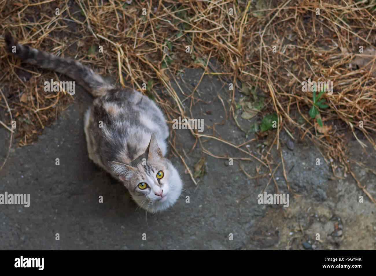 Homeless animals hi-res stock photography and images - Alamy