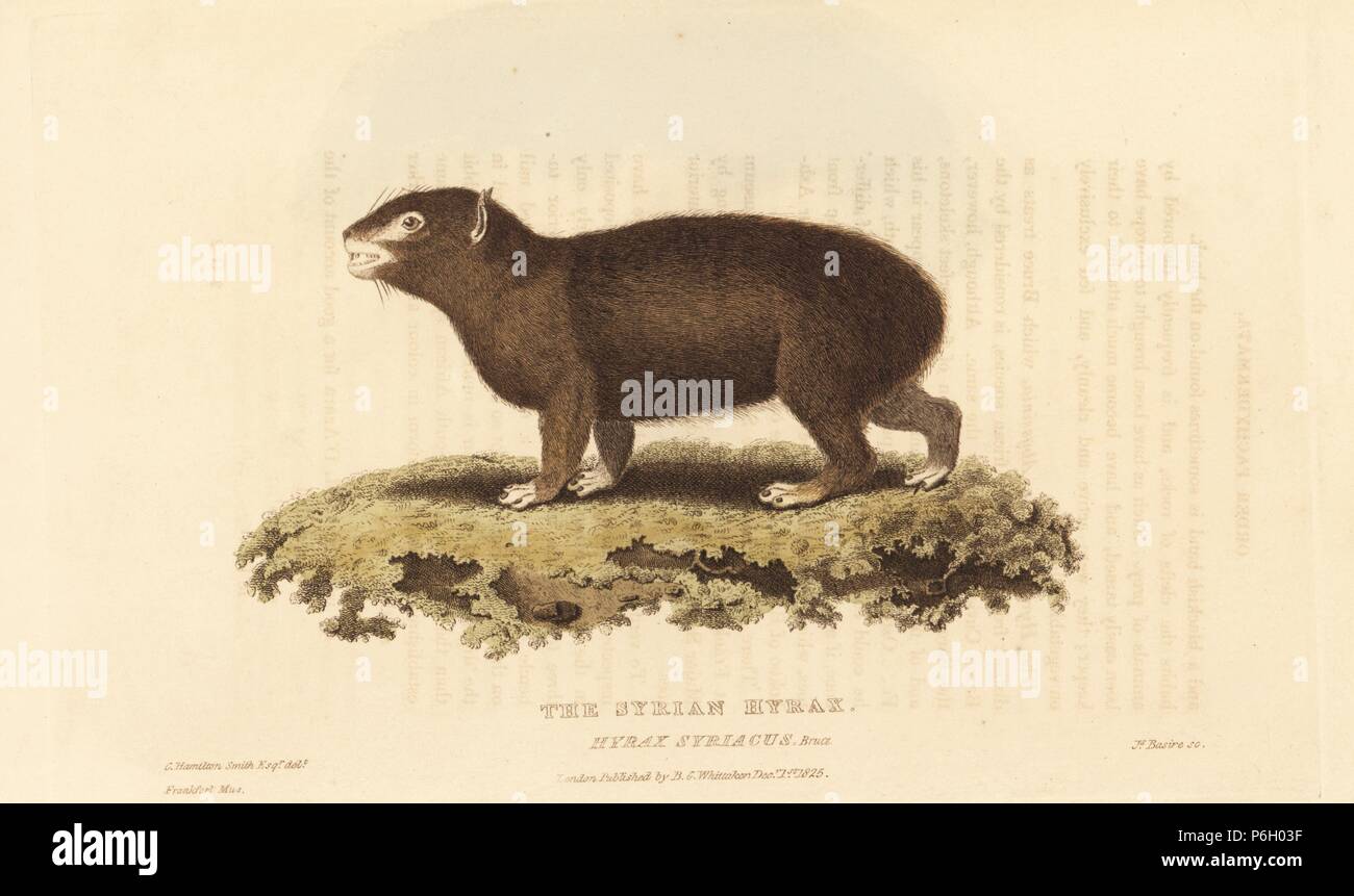 Syrian rock hyrax hi-res stock photography and images - Alamy