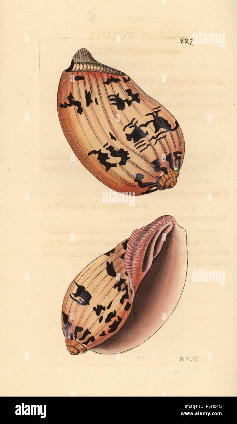 Indian volute or bailer shell, Melo melo (Voluta indica). Illustration ...