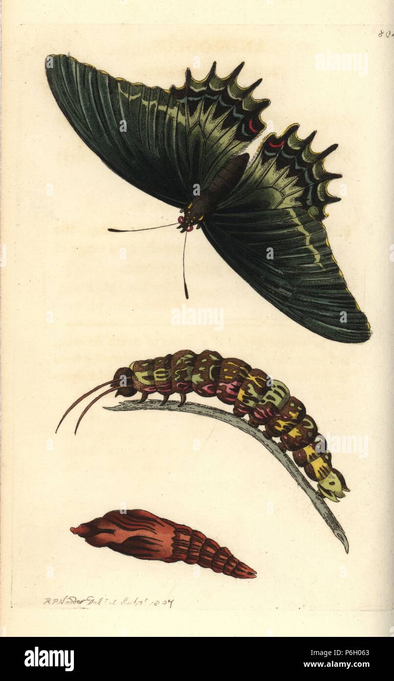 Queen swallowtail or androgeus butterfly, Papilio androgeus, with ...