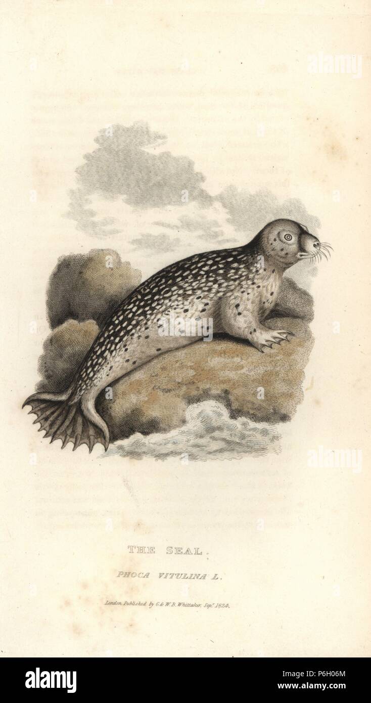 Common or harbour seal, Phoca vitulina. Handcoloured copperplate ...
