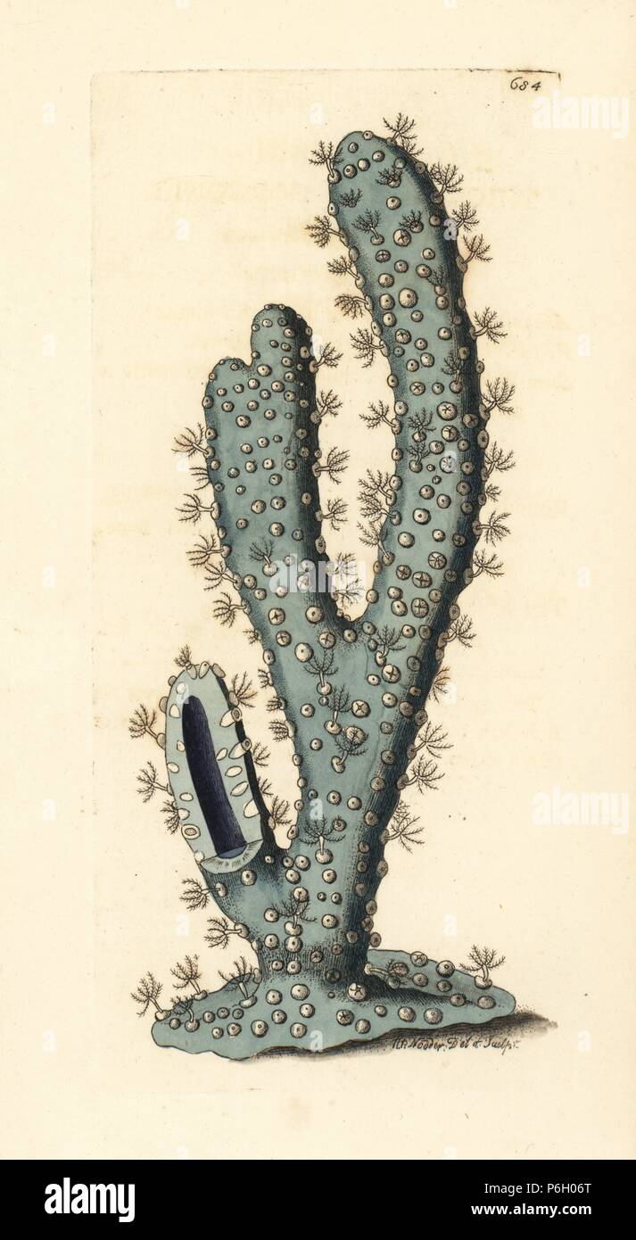 Blue gorgonia coral species (Thick-armed gorgonia, Gorgonia briareus ...