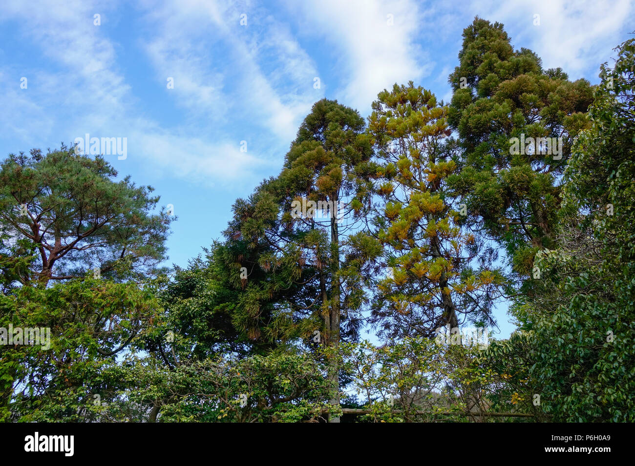 Trees at the garden of ancient temple in Kyoto, Japan Stock Photo - Alamy