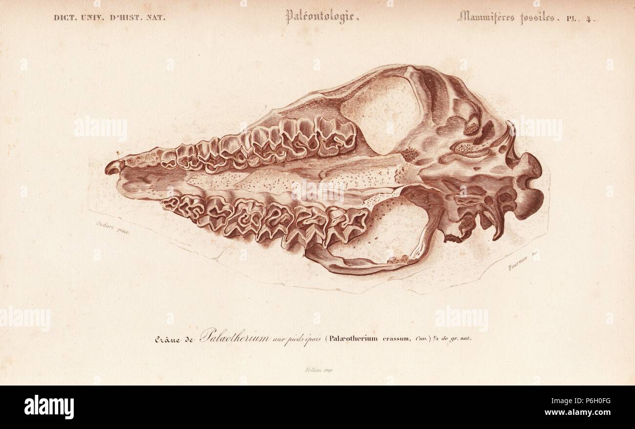 Fossil skull of extinct Palaeotherium crassum. Engraving by Fournier ...
