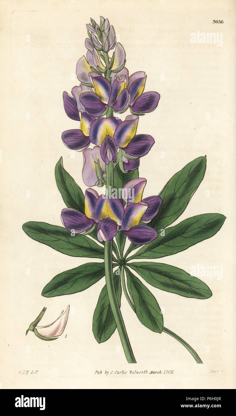 Andean lupin, Lupinus mutabilis (Mr. Cruikshank's Peruvian lupine ...