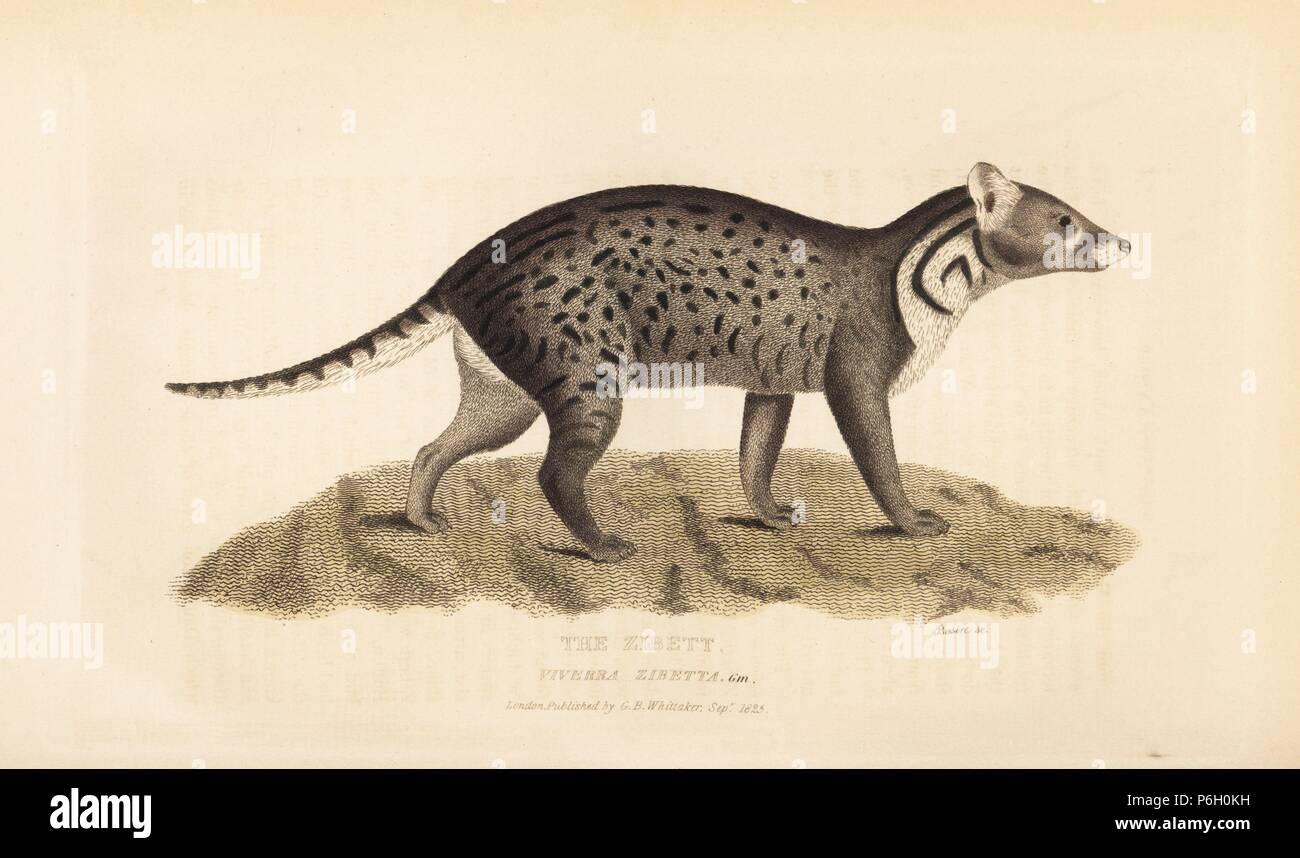 Large Indian civet, Viverra zibetha. Near threatened. (Civet, Viverra ...