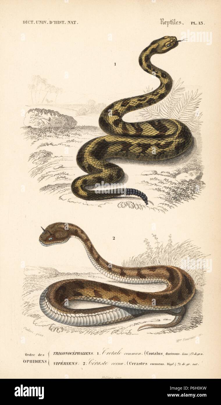 Cascabel rattlesnake, Crotalus durissus, and desert horned viper ...