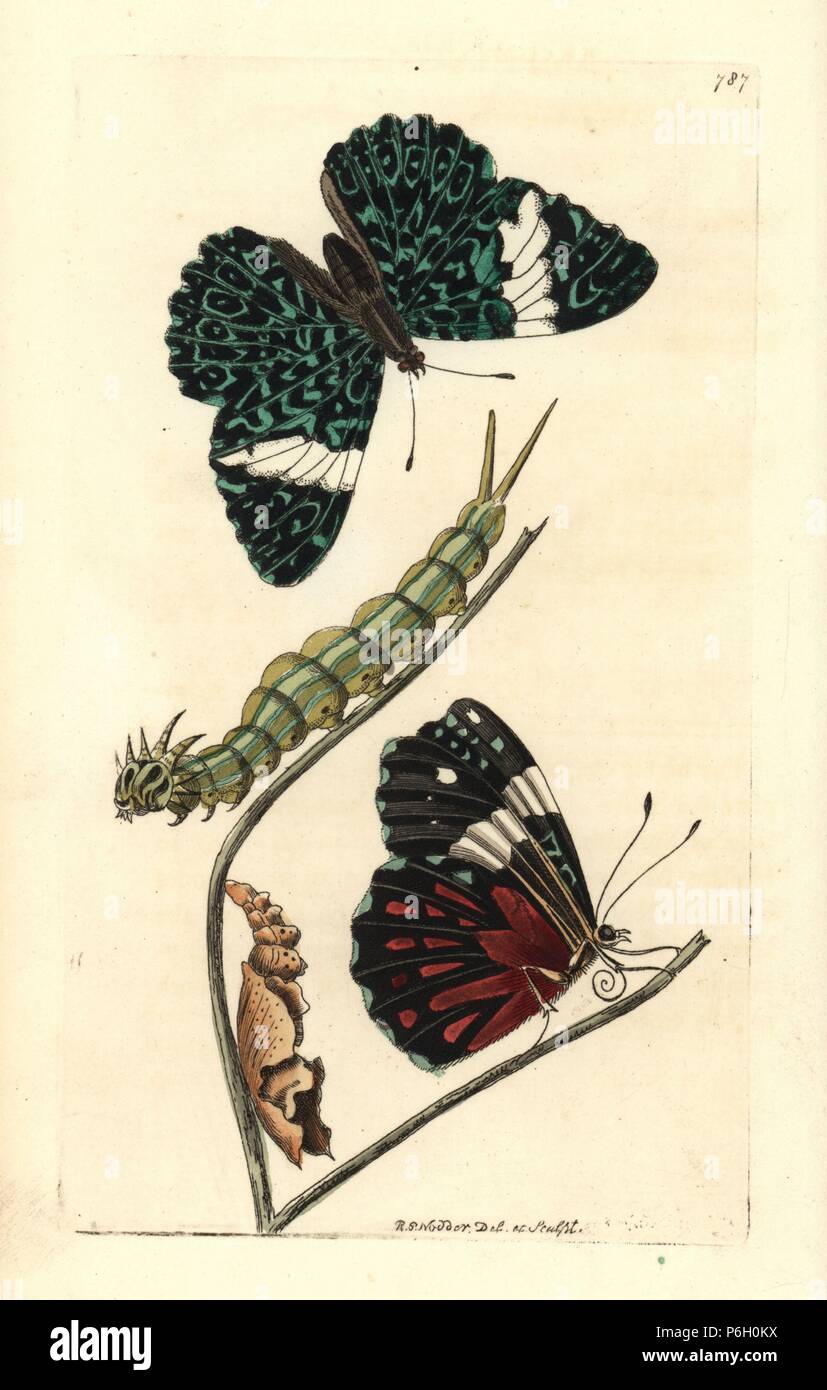 Red cracker butterfly, Hamadryas amphinome (Amphinome, Papilio ...