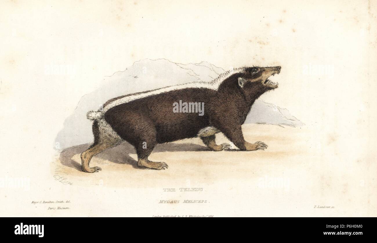 Sunda stink badger, Mydaus javanensis (Teledu, Mydaus meliceps ...