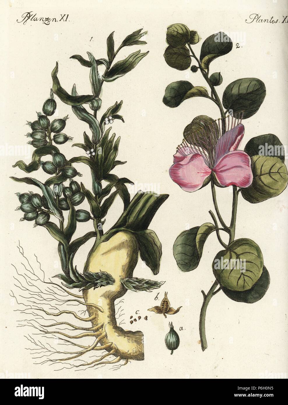 Elettaria Cardamomum Drawing