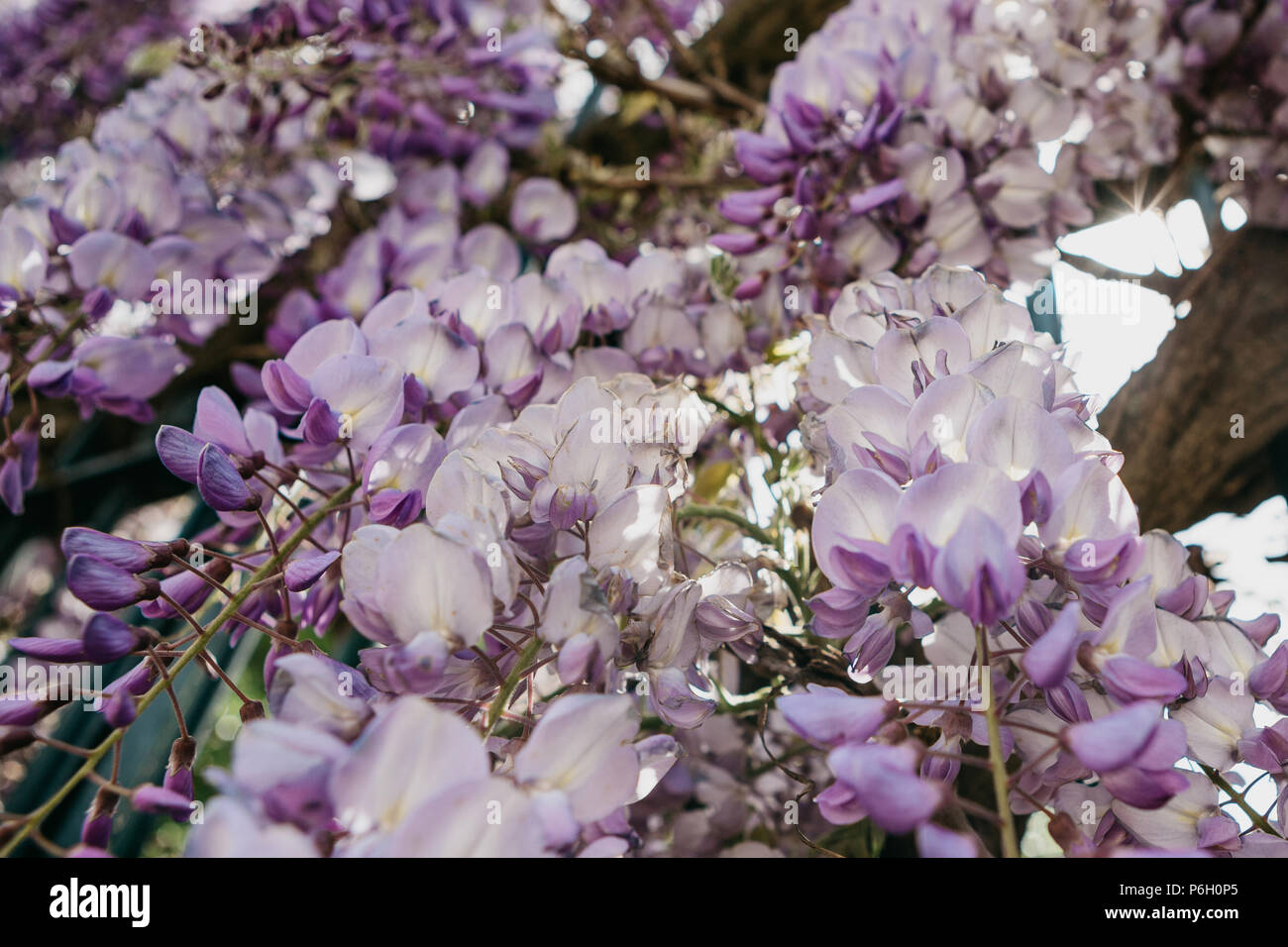 Violet wisteria flowers grow like a fence decoration Stock Photo - Alamy