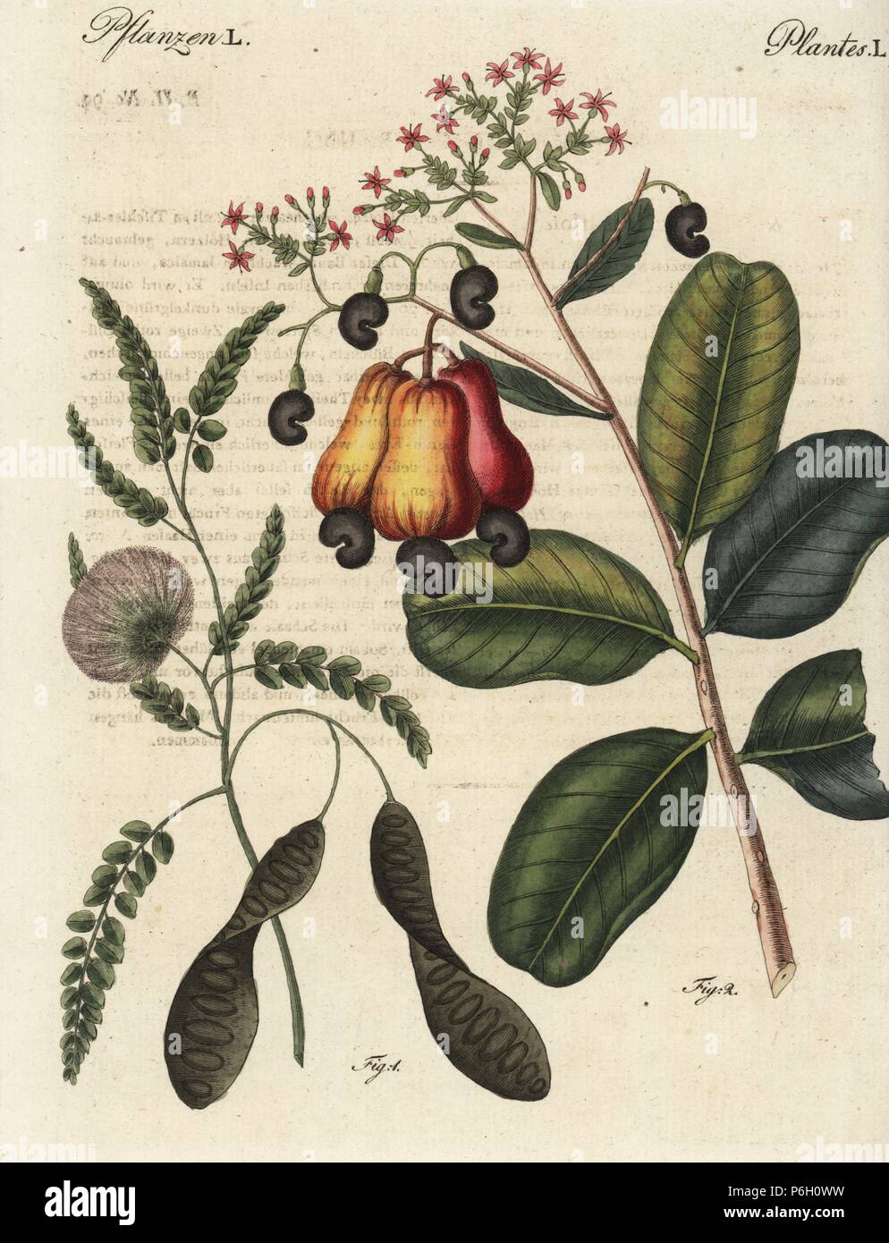 Ceylon satinwood chloroxylon swietenia hi-res stock photography and ...