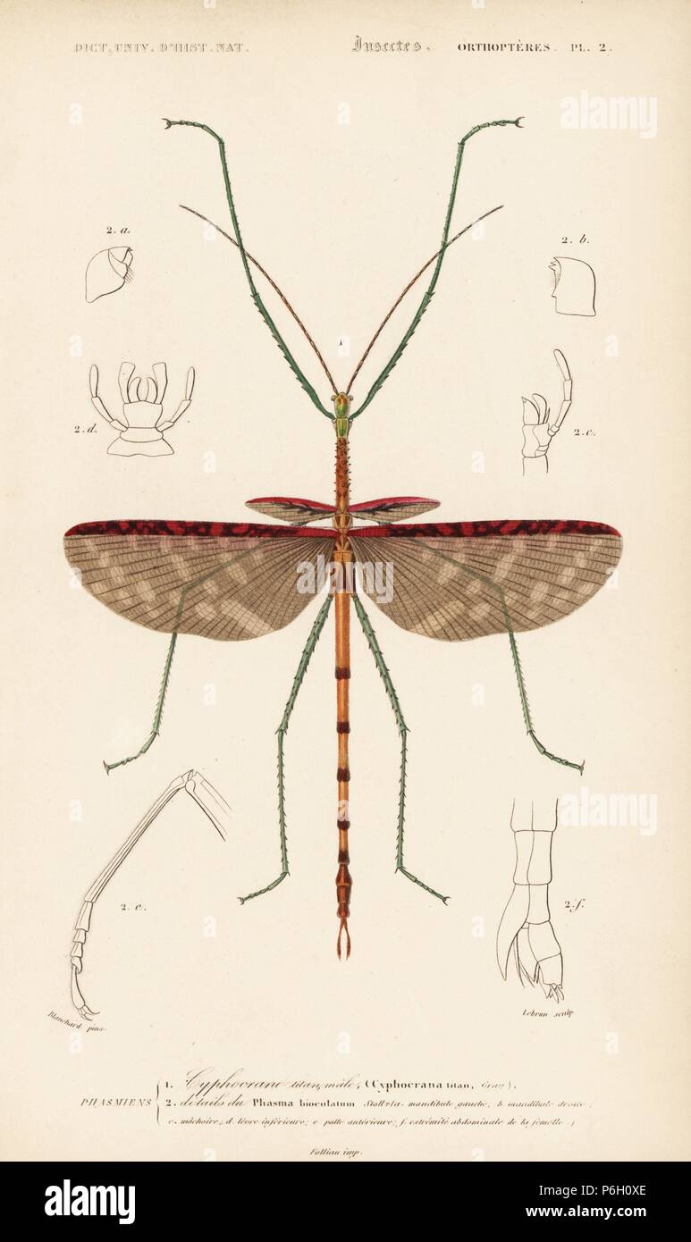 Titan stick insect or walking stick, Acrophylla titan (Cyphocrania ...
