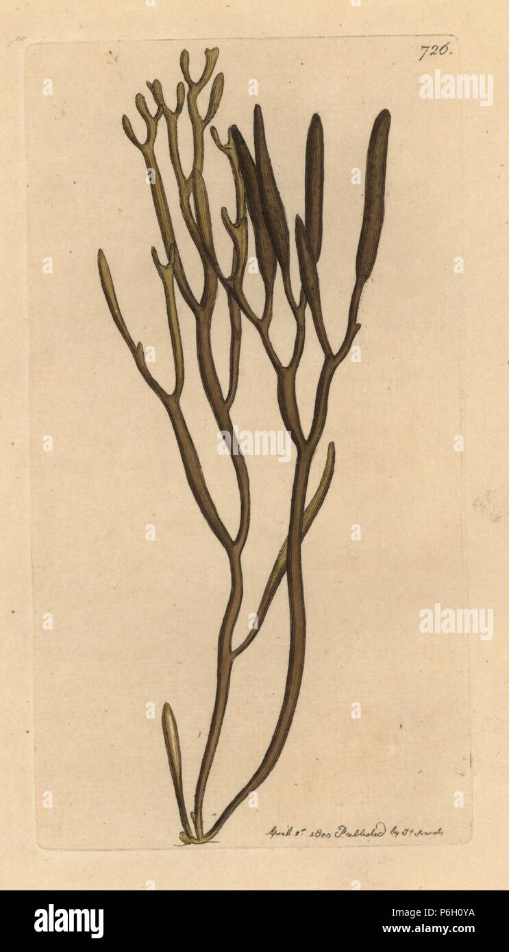 Bifurcaria bifurcata (tuberculated fucus, Fucus tuberculatus ...