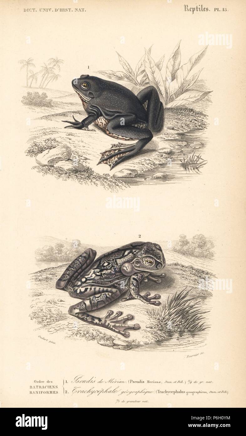Paradoxical frog, Pseudis paradoxa 1, and black-spotted casque-headed ...