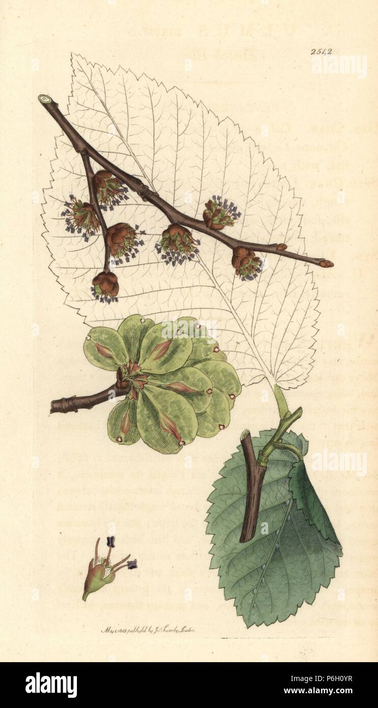 Wych elm or Scots elm, Ulmus glabra (Ulmus major). Handcoloured ...