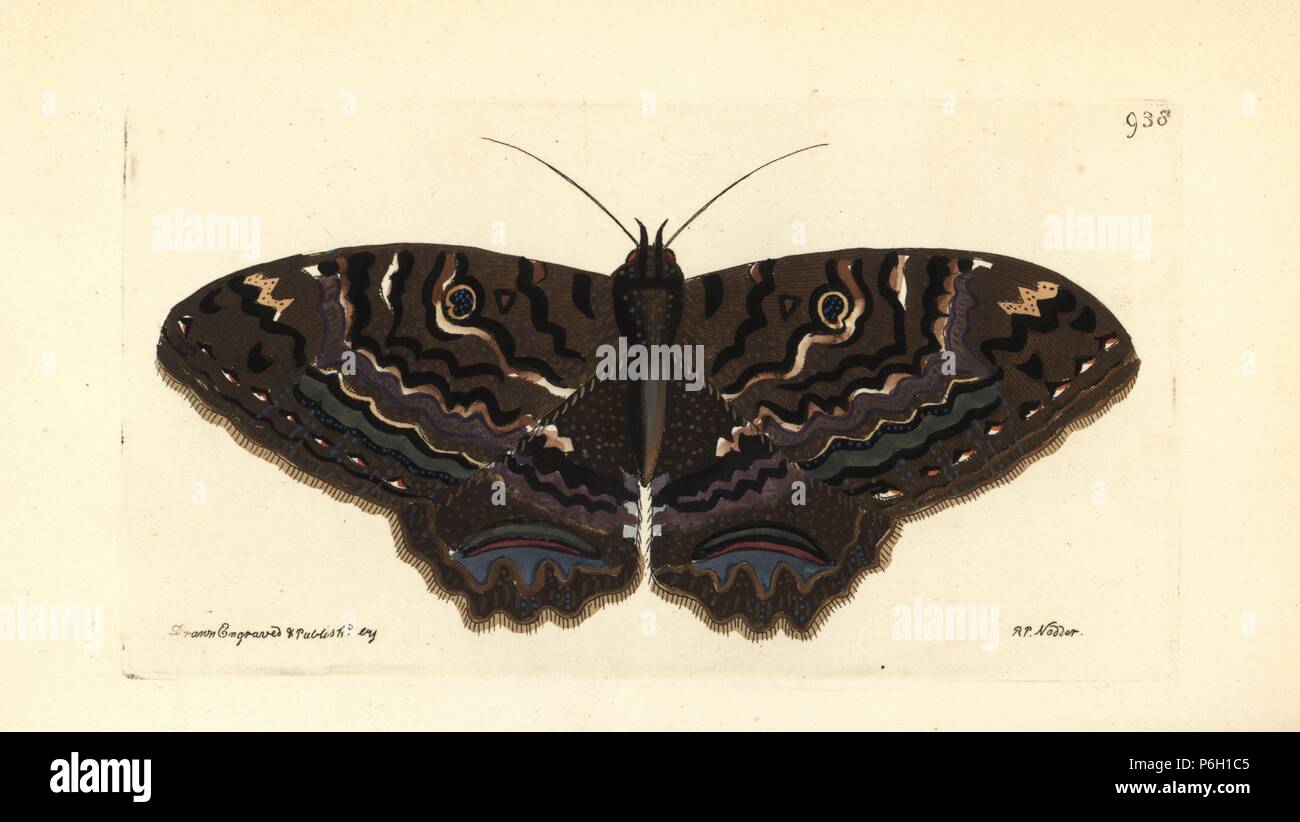 Agarista moth hi-res stock photography and images - Alamy
