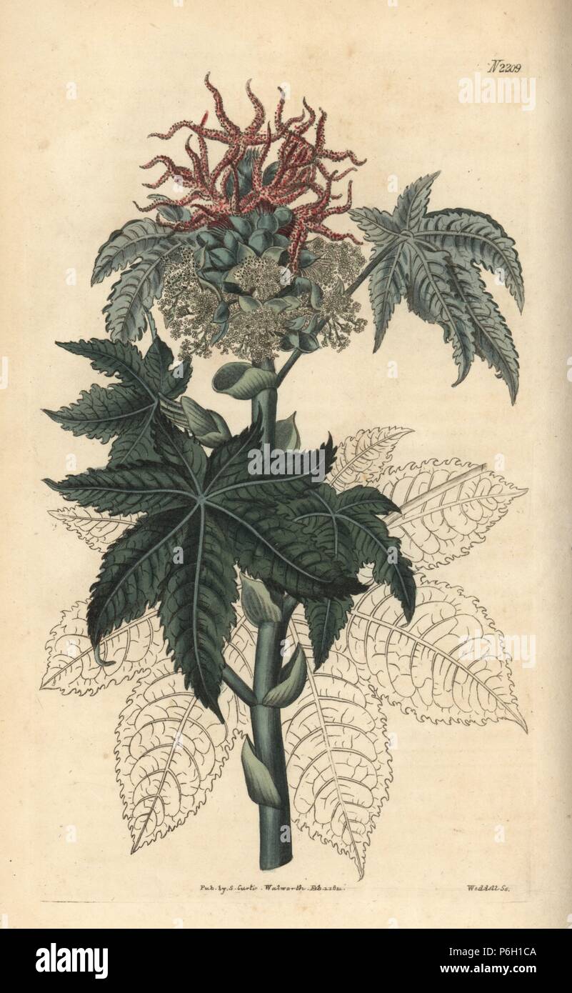Palma christi or castor oil plant, Ricinus communis. Handcoloured ...