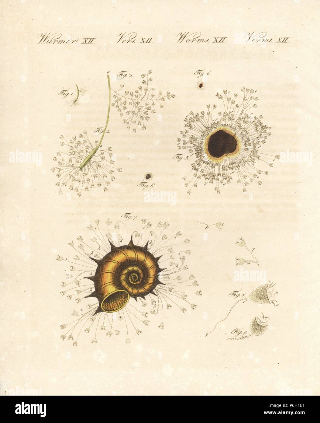 18th Century Microscope High Resolution Stock Photography and Images ...